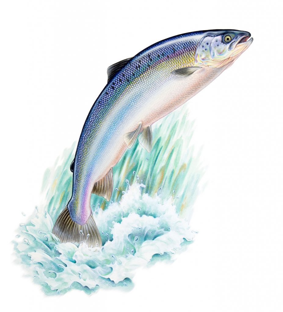 Leaping Salmon Painting For Sale - Original Fish Wall Art & Illustration