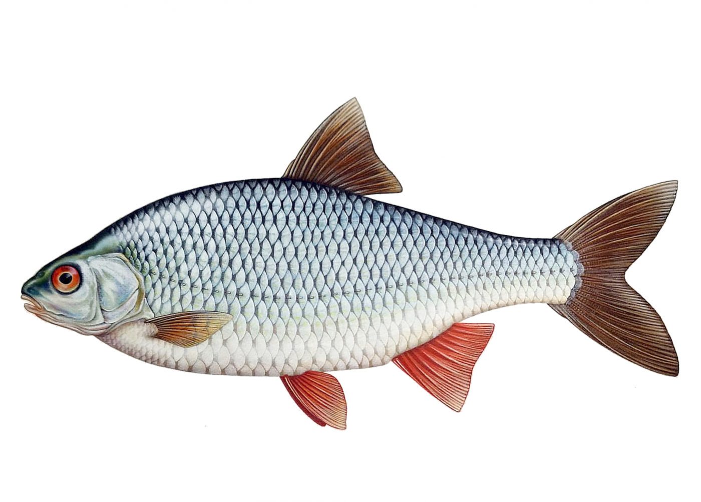 Original Roach Painting - Scientific Illustration of Rutilus rutilus ...